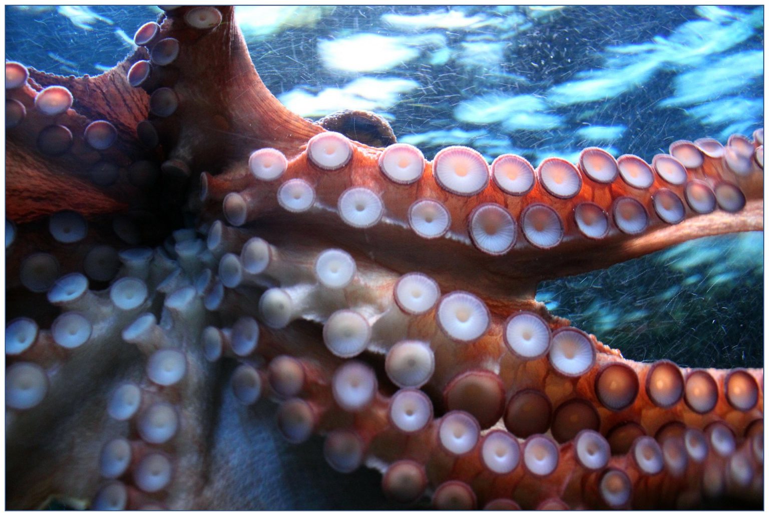 Octopus (the Brains of the Sea) In Belize, Central America