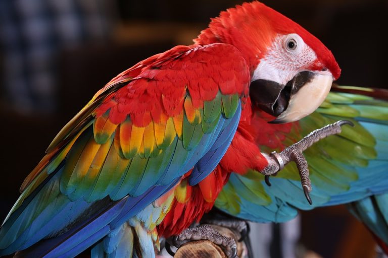 12 Reasons Why Belize Is One of the Best Vacation Destinations in the World