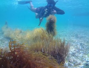 Belizean women lead the way in sustainable seaweed farming